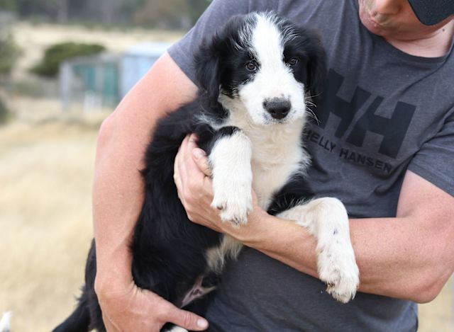 Smithfield puppy | Dogs & Puppies | Gumtree Australia Central Highlands ...