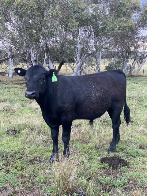 Black Angus steers cattle | Livestock | Gumtree Australia Upper Lachlan ...