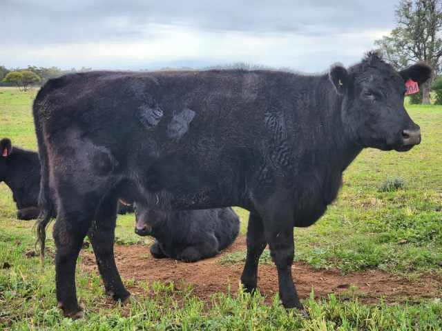 8x Joined Angus Cows | Livestock | Gumtree Australia Narrabri Area ...