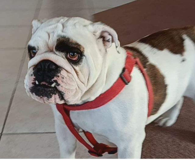 Adorable British / English Bulldog, 5 years old, not desexed. | Dogs ...