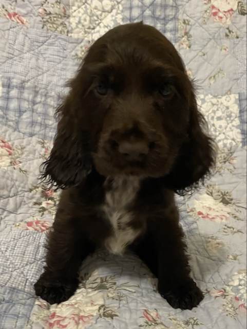 Pure Breed Female Cocker Spaniel Puppy | Dogs & Puppies | Gumtree ...