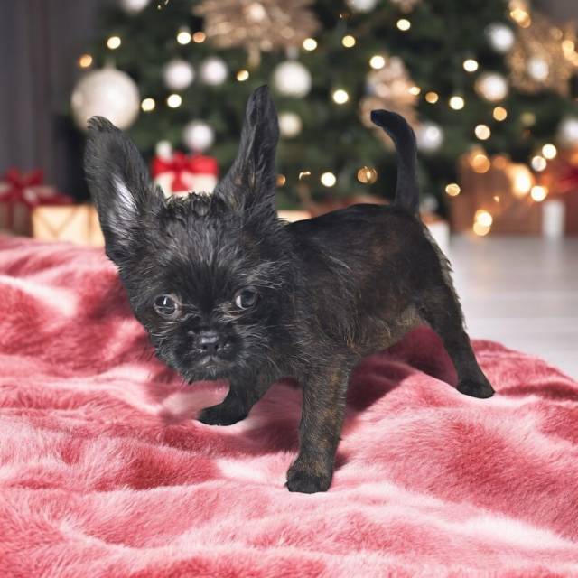 Griffon x Frenchie pups | Dogs & Puppies | Gumtree Australia Lockyer ...