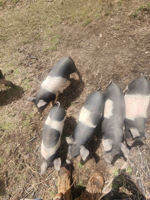 Heritage X Pigs | Livestock | Gumtree Australia Break ODay Area - St ...