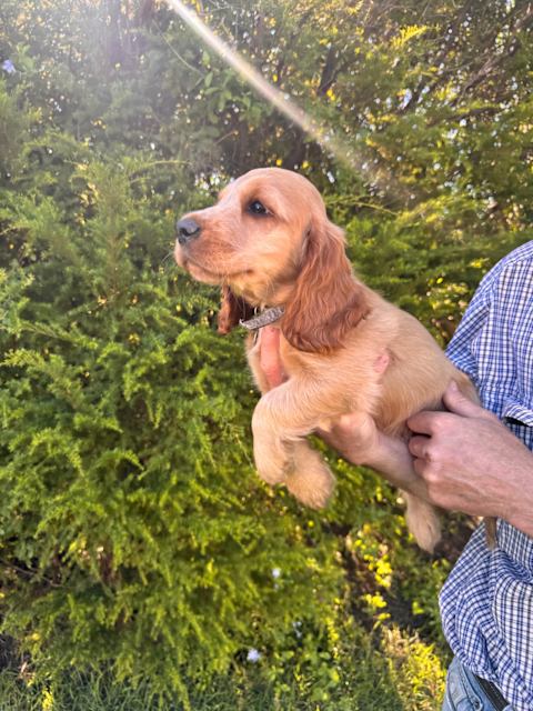 Purebred Golden Cocker Spaniel Pups | Dogs & Puppies | Gumtree ...