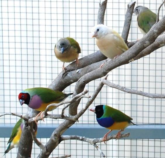 YOUNG GOULDIAN FINCHES | Birds | Gumtree Australia Darebin Area ...