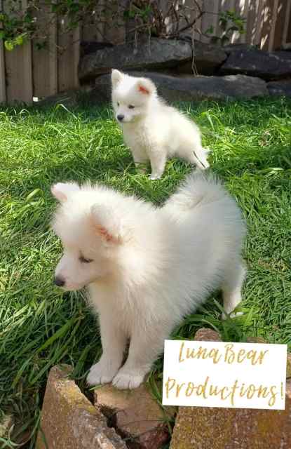 2 males left! Japanese spitz puppies! | Dogs & Puppies | Gumtree ...