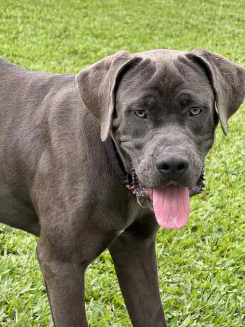 Cane Corso x Neo Mastiff - male | Dogs & Puppies | Gumtree Australia ...