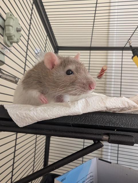 Female Pet Rats - 4 months old | Other Pets | Gumtree Australia ...