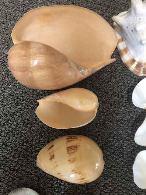 Deep Sea Shell Collection with over 100 Shells - Collectables in ...