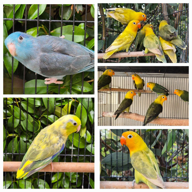 Yellowface Fischer Lovebirds and Parrotlets | Birds | Gumtree Australia ...