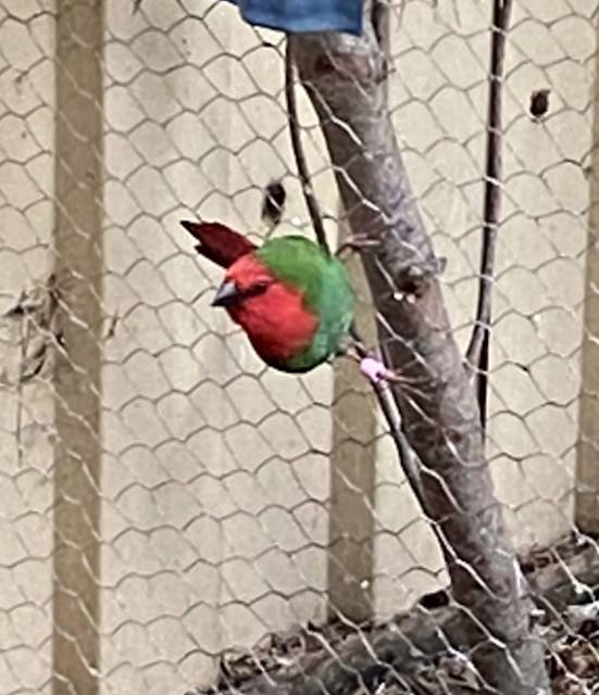 Red face Parrot finces | Birds | Gumtree Australia Brimbank Area ...