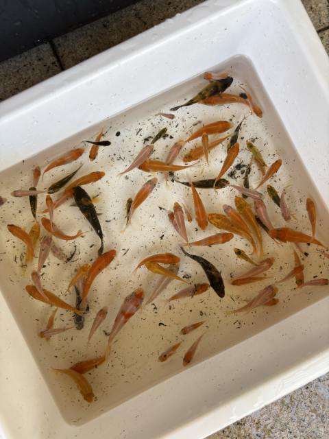 Koi babies from quality lines | Fish | Gumtree Australia Stirling Area ...