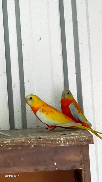 Opaline Turk Parrots. | Birds | Gumtree Australia Casey Area - Hallam ...