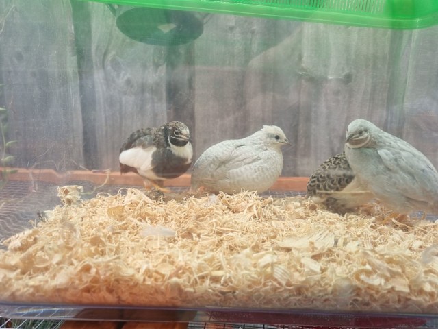 King Button Quail pairs | Birds | Gumtree Australia Knox Area - Boronia ...
