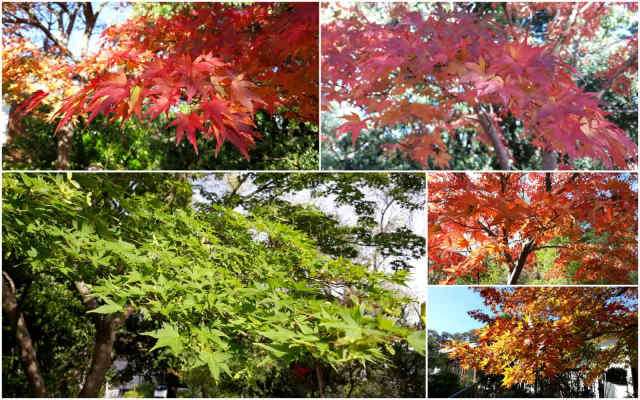 Japanese Maple saplings (Acer Palmatum) - Plants in Ainslie ACT ...