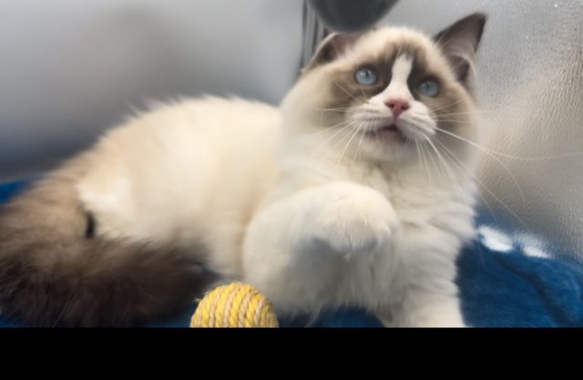 Ragdoll kittens 100% traditional for sale | Cats & Kittens | Gumtree ...