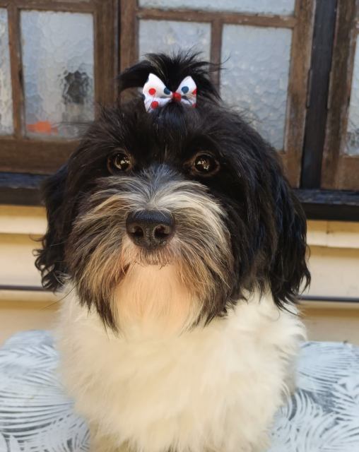 Purebred Havanese boy 💕 | Dogs & Puppies | Gumtree Australia Brisbane ...
