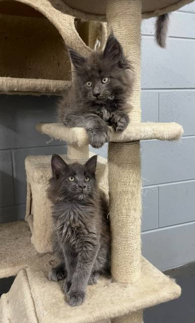 Maine Coon Pure Bred Kittens with Pedigrees Sydney or Airlie Pick up ...