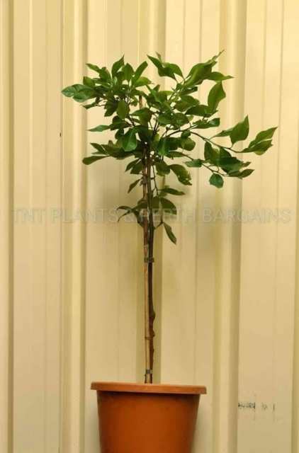 Grafted Limoncello Lemonade Variety Citrus Fruit Trees Plants - Plants ...