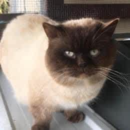 BRITISH SHORTHAIR ENTIRE STUD | Cats & Kittens | Gumtree Australia ...