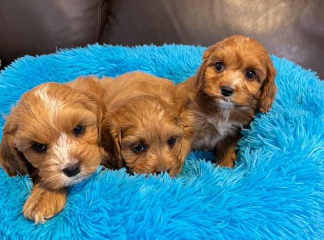 Cavoodle puppies (Toy) first generation | Dogs & Puppies | Gumtree ...
