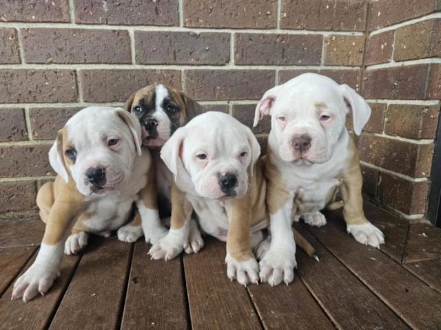 american bulldog pups | Dogs & Puppies | Gumtree Australia Moorabool ...