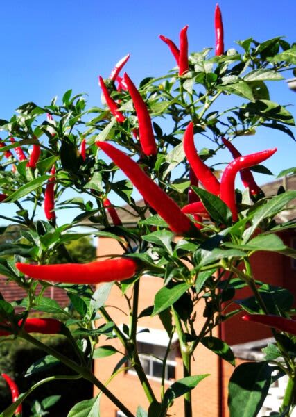 AUTHENTIC SICHUAN CHINESE RED CHILLI PEPPER PLANTS ** VERY HOT ...