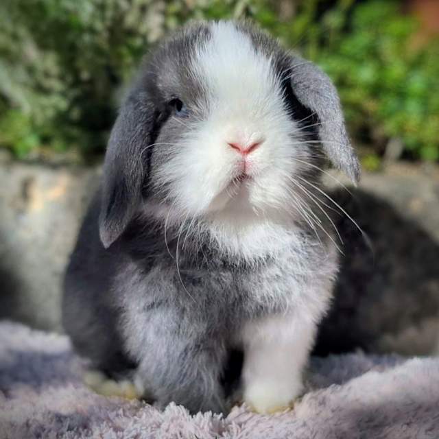 Gorgeous purebred ethical mini lop bunnies blue lilac Vienna buck doe ...
