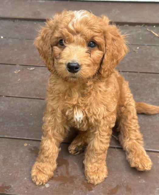 Premium Groodle puppies (F1b) - medium size (grain free diet) | Dogs ...