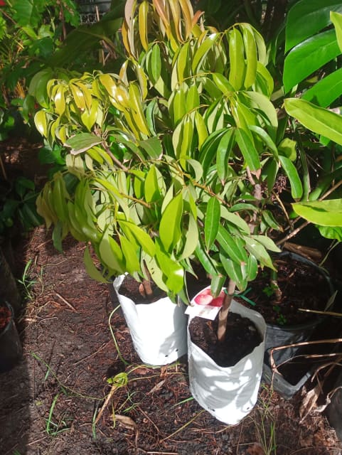 Fruit trees - Avocados, Citrus, Apples, Berries, Lychees, etc | Plants ...