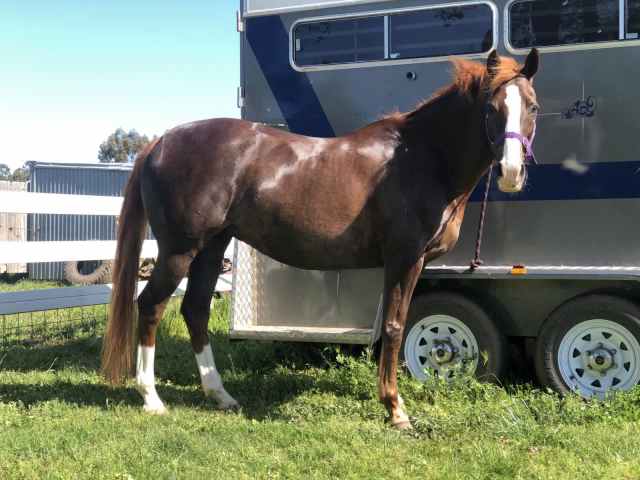Small Show Hunter Galloway/Broodmare | Horses & Ponies | Gumtree ...
