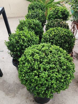 REAL Japanese Box topiary balls - Plants in Glengowrie SA | Gumtree ...