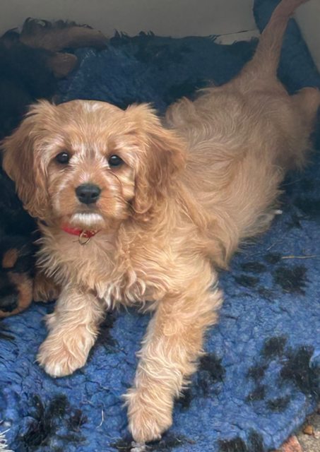 Toy/Mini Cavoodle puppies ready to go now only 1 female left | Dogs ...