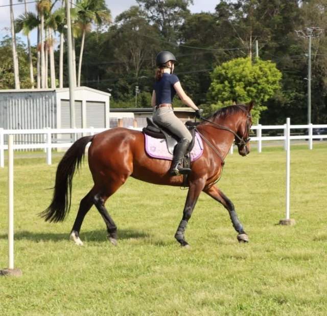Flashy Allrounder Gelding | Horses & Ponies | Gumtree Australia Noosa ...