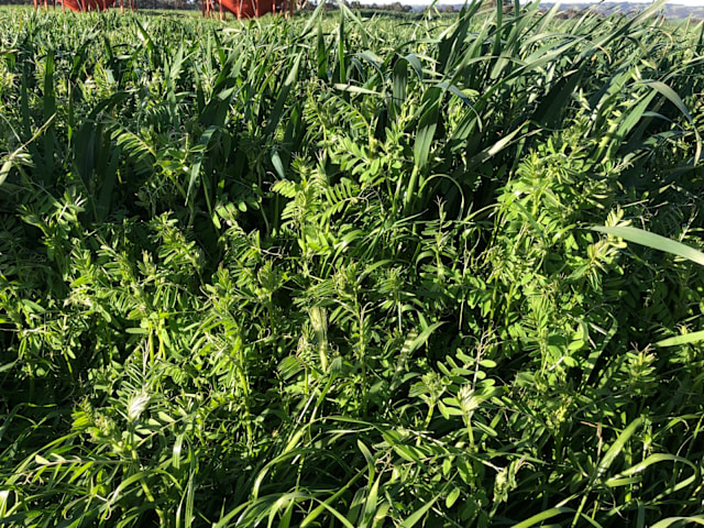 Vetch and Clover Silage | Pet Products | Gumtree Australia Macedon ...