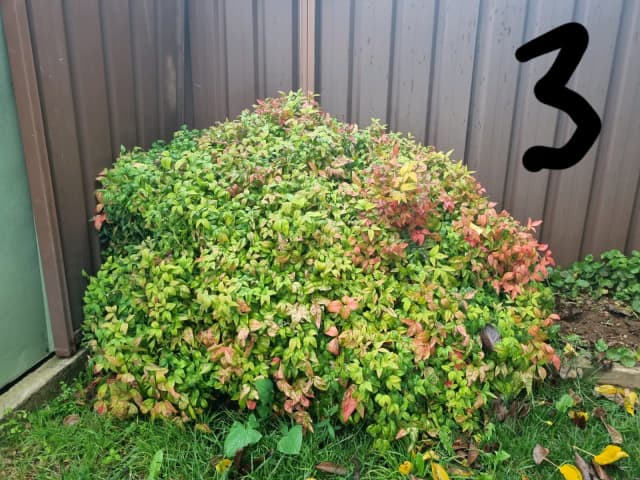 Dwarf nandinas | Plants | Gumtree Australia Tuggeranong - Richardson ...