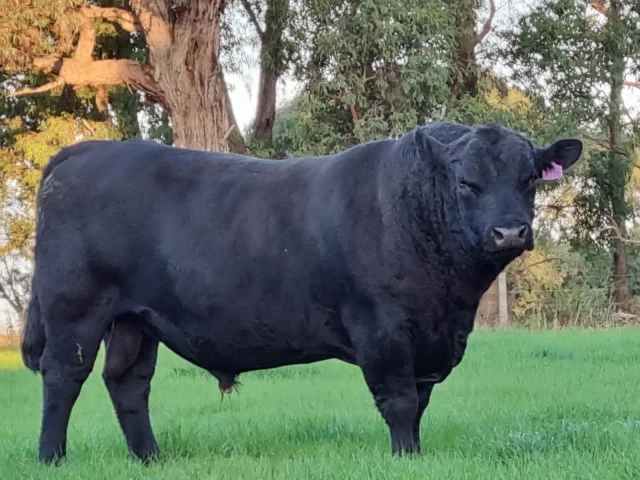 Angus Stud Bull Leawood | Livestock | Gumtree Australia Baw Baw Area ...