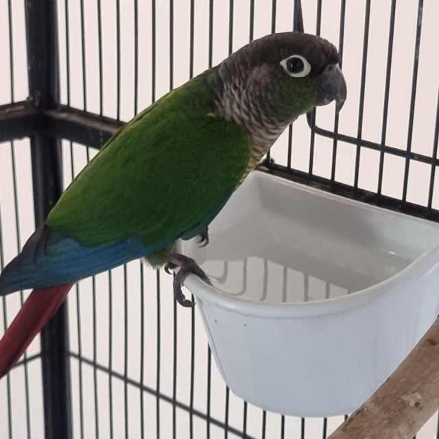Greencheek Conure young not handraised but quiet. | Birds | Gumtree ...