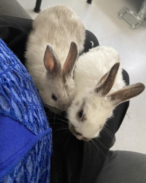 Baby Rabbits - Bunny Rabbits - Mini Lop - Netherland Dwarf | Rabbits ...