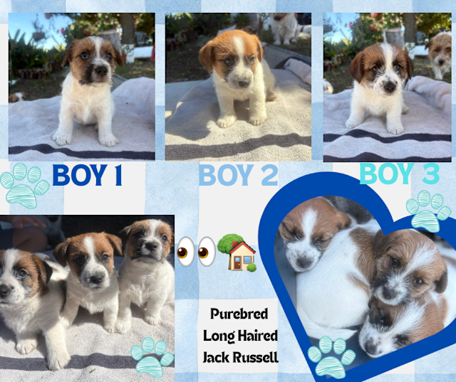 Jack russell puppies, purebred, papers | Dogs & Puppies | Gumtree ...