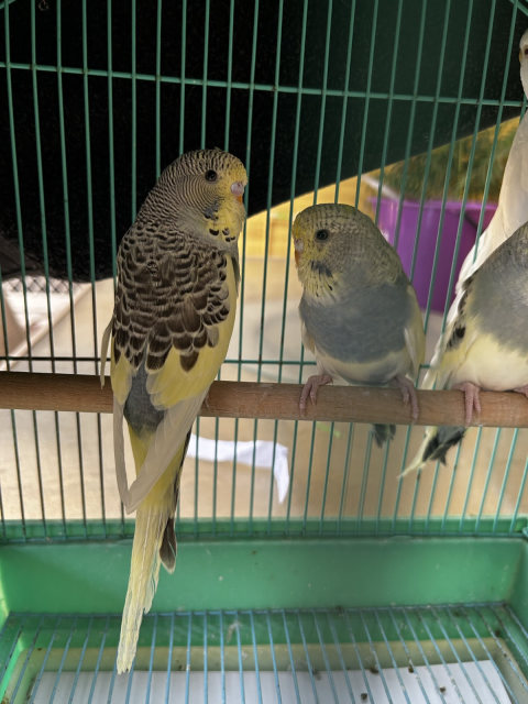 Young Budgies Pretty Colours | Birds | Gumtree Australia Tea Tree Gully ...