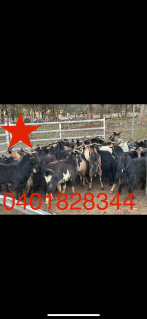 Goats 🐐 sheep 🐑 chicken 🐓 rooster duck 🦆 | Livestock | Gumtree Australia Bendigo City - Bendigo ...