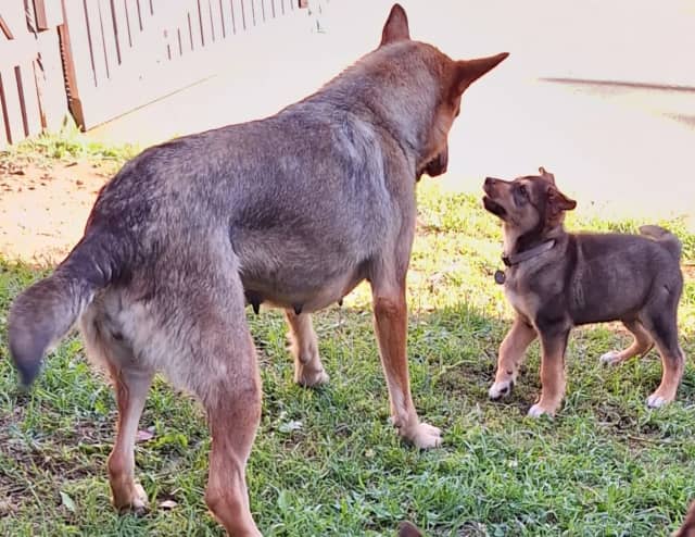 Australian Shepherd x Shollie (East & West GSD x Border Collie) Puppie ...