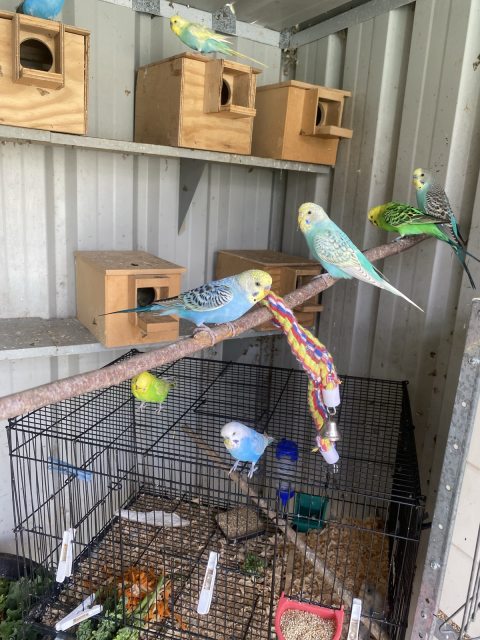 Young budgies for sale | Birds | Gumtree Australia Lithgow Area ...