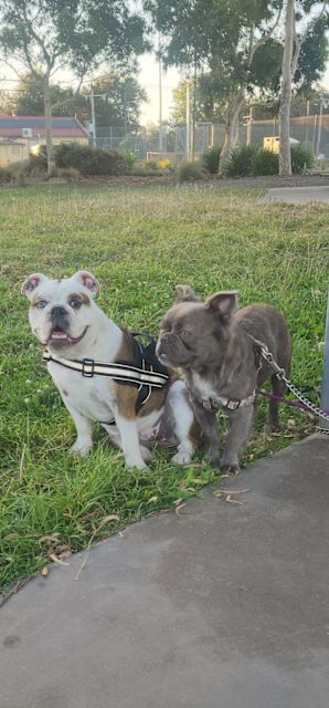 Fluffy Frenchie X Aussie Bulldog | Dogs & Puppies | Gumtree Australia ...