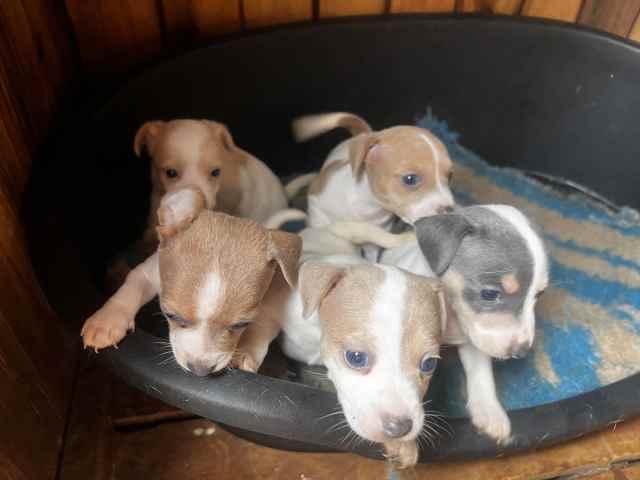 Mini foxy mini foxie terrier miniature Tenterfield | Dogs & Puppies ...