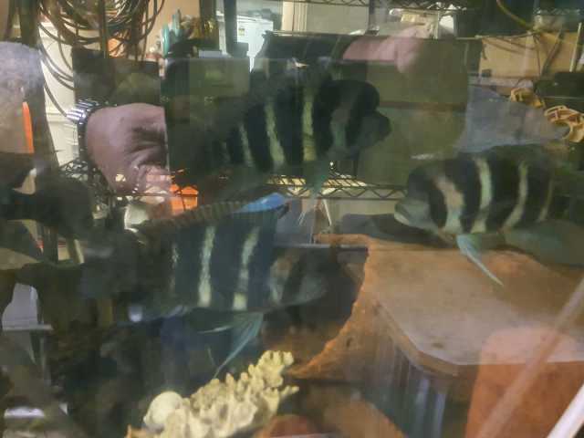 Fish for sale cichlids and Australian native | Fish | Gumtree Australia ...