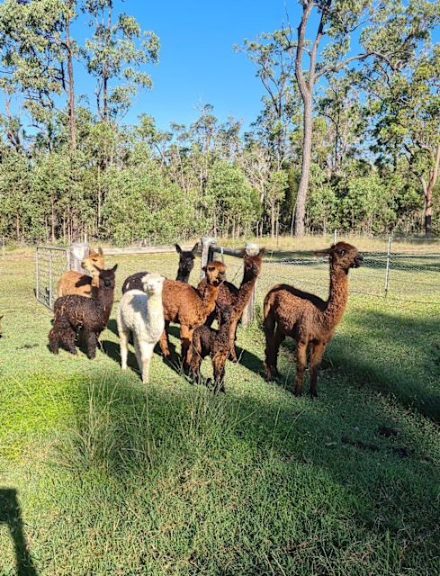 Suri alpaca herd great starter package | Livestock | Gumtree Australia ...