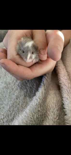baby pet mice | Other Pets | Gumtree Australia Central Highlands - Ouse | 1329219347