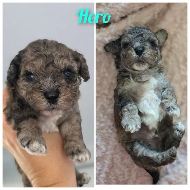 Shmoodle puppies merles | Dogs & Puppies | Gumtree Australia Fraser ...